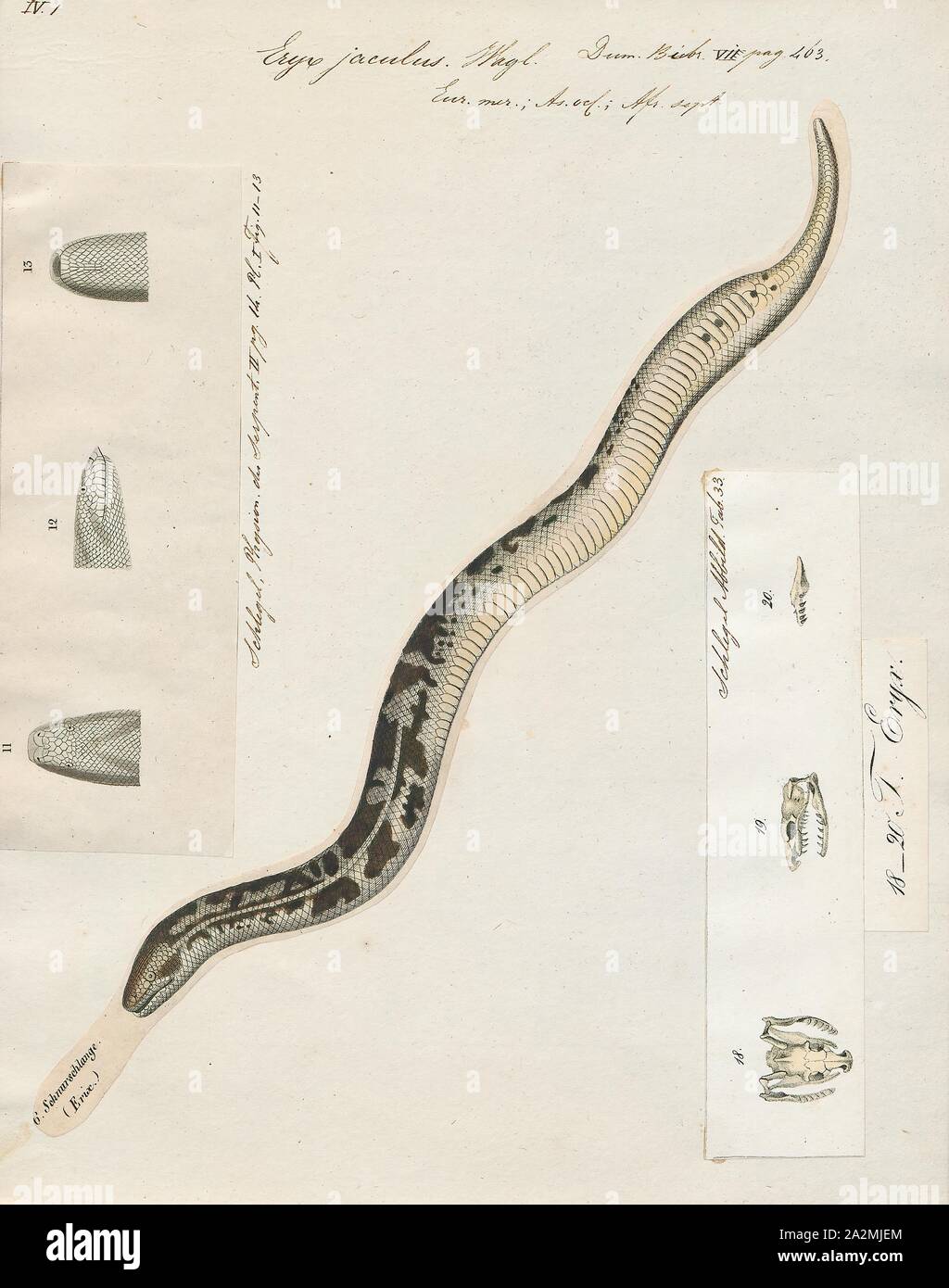 Boidae Family High Resolution Stock Photography and Images - Alamy