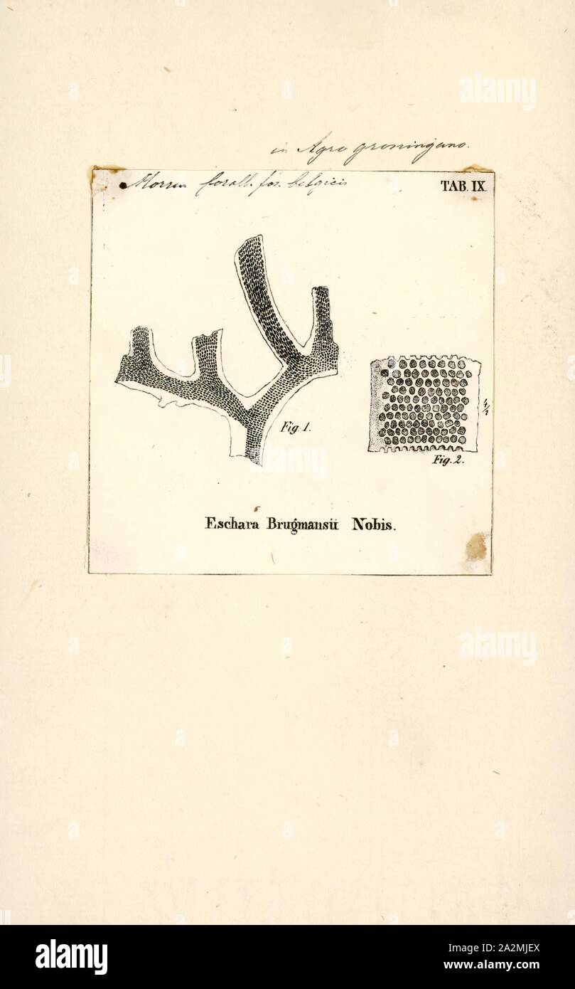 Eschara hi-res stock photography and images - Alamy