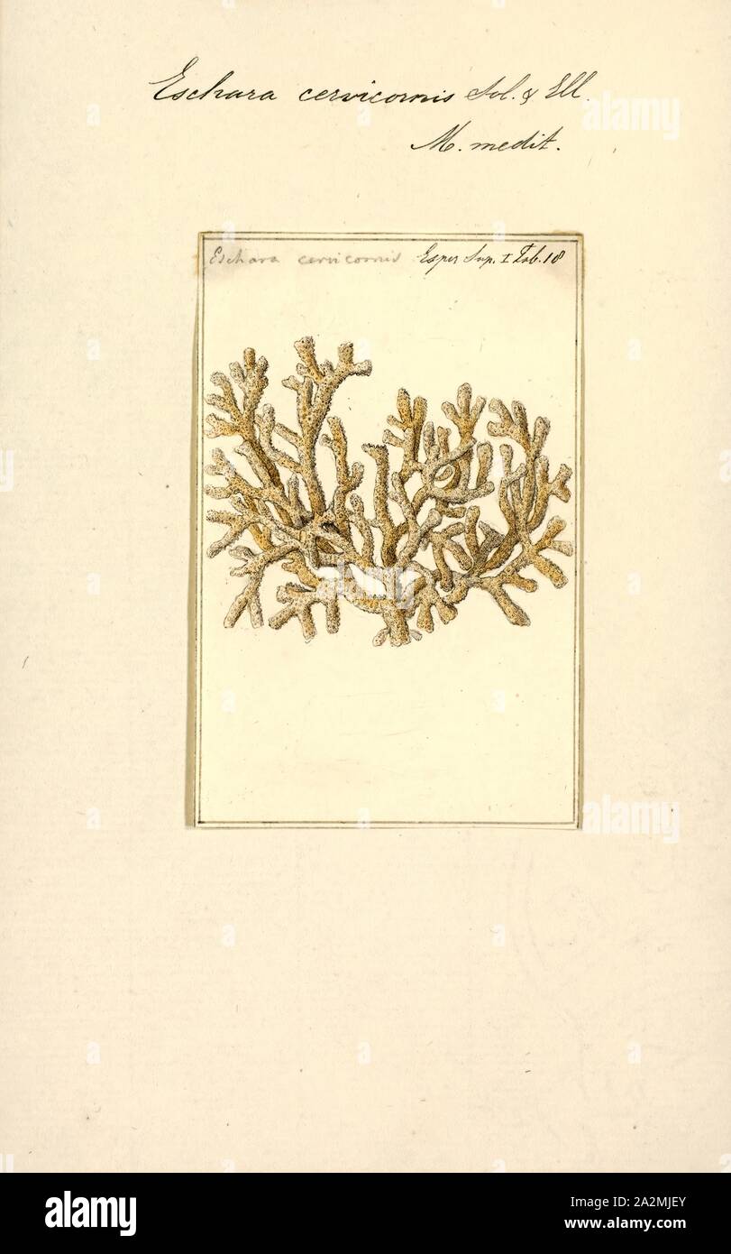 Eschara cervicornis hi-res stock photography and images - Alamy