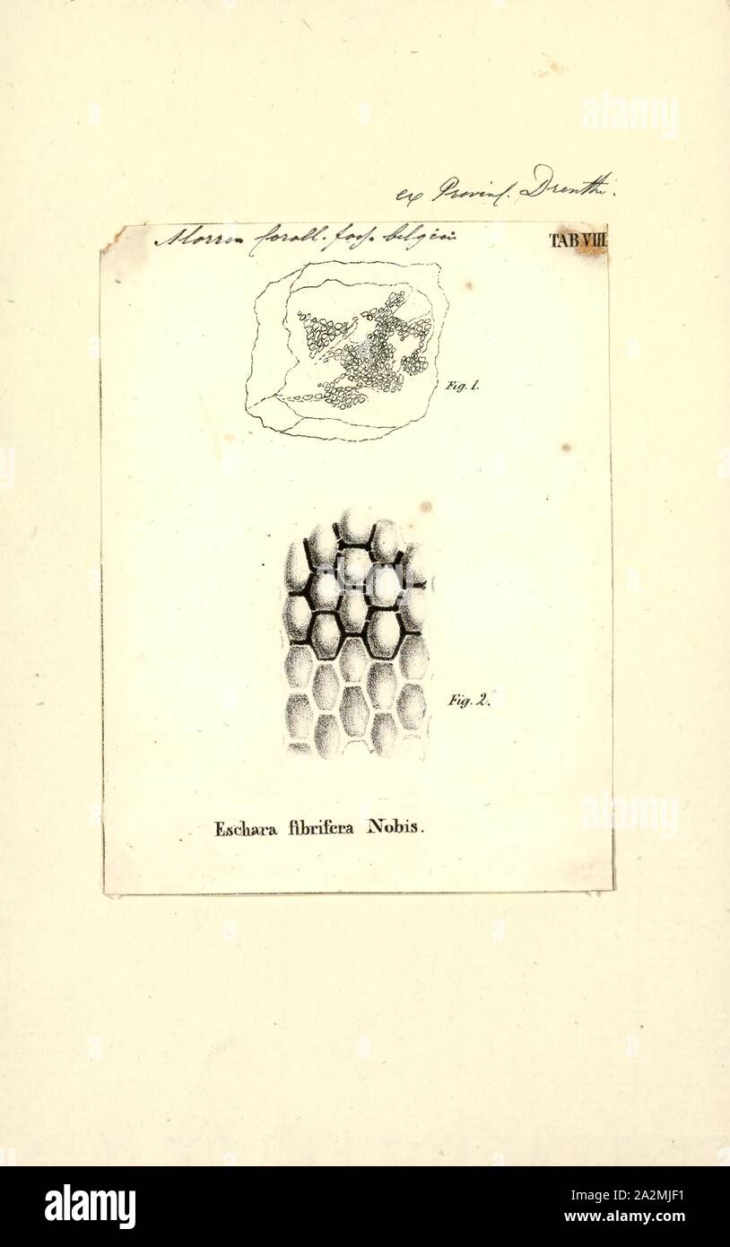 Eschara fibrifera hi-res stock photography and images - Alamy