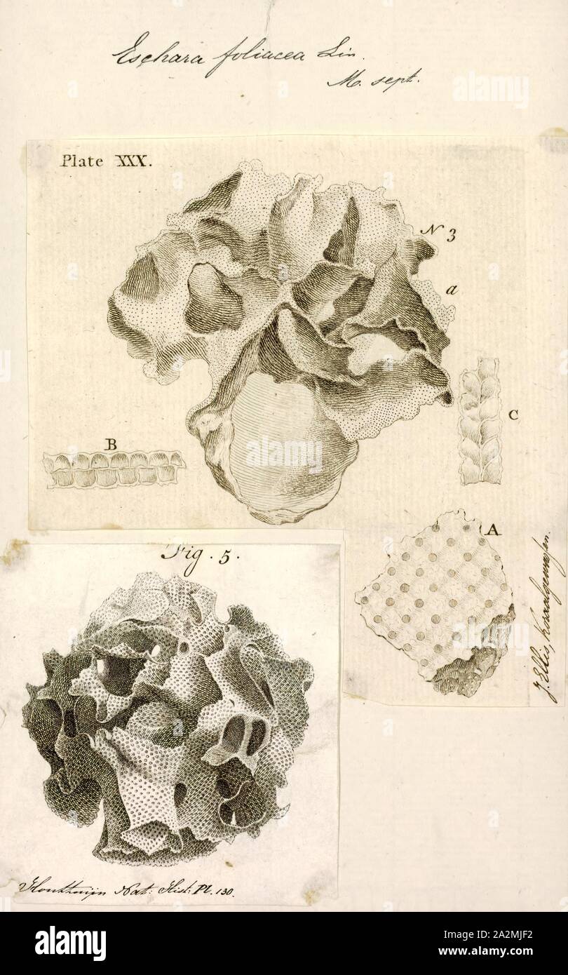 1665 work micrographia hi-res stock photography and images - Alamy
