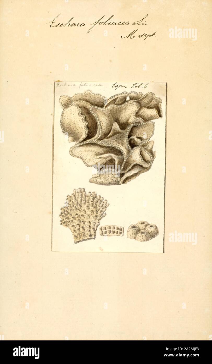 1665 work micrographia hi-res stock photography and images - Alamy