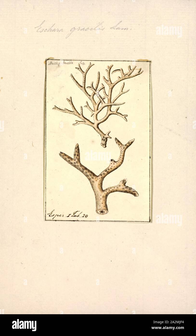 Eschara hi-res stock photography and images - Alamy