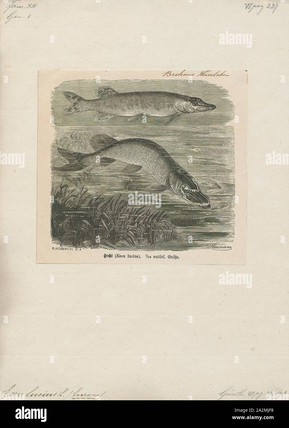 The northern pike known as the pike in britain hi-res stock photography ...