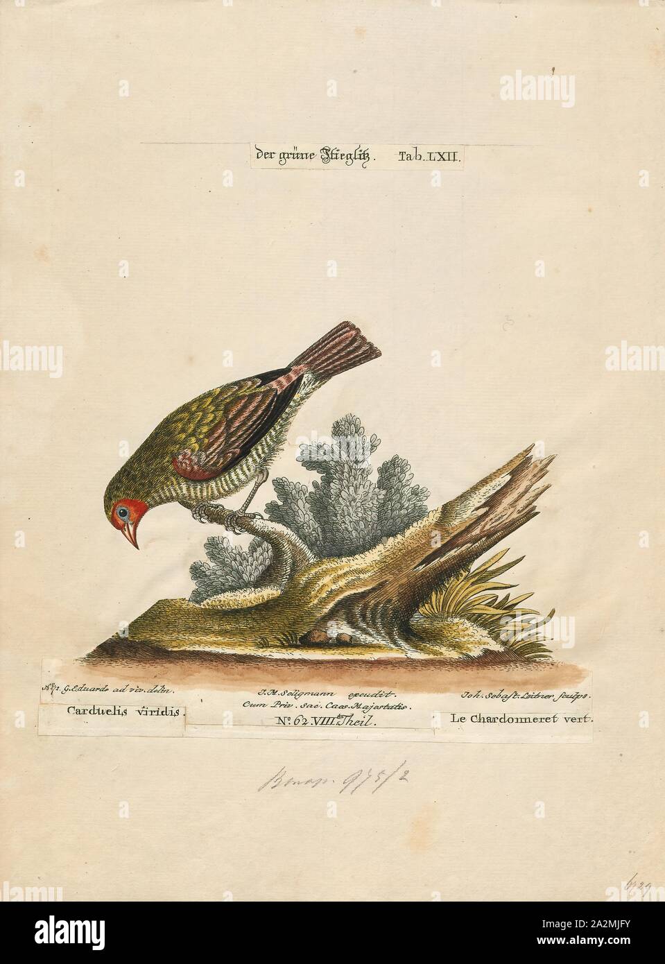 Estrilda melba hi-res stock photography and images - Alamy