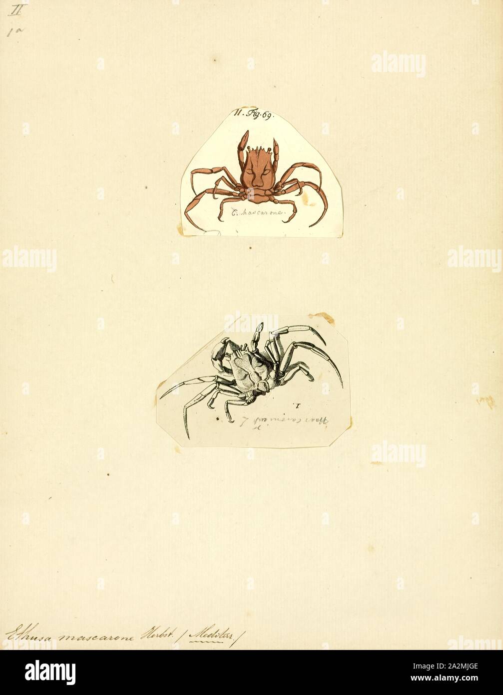 Ethusa mascarone, Print, Ethusa mascarone is a species of crabs in the ...