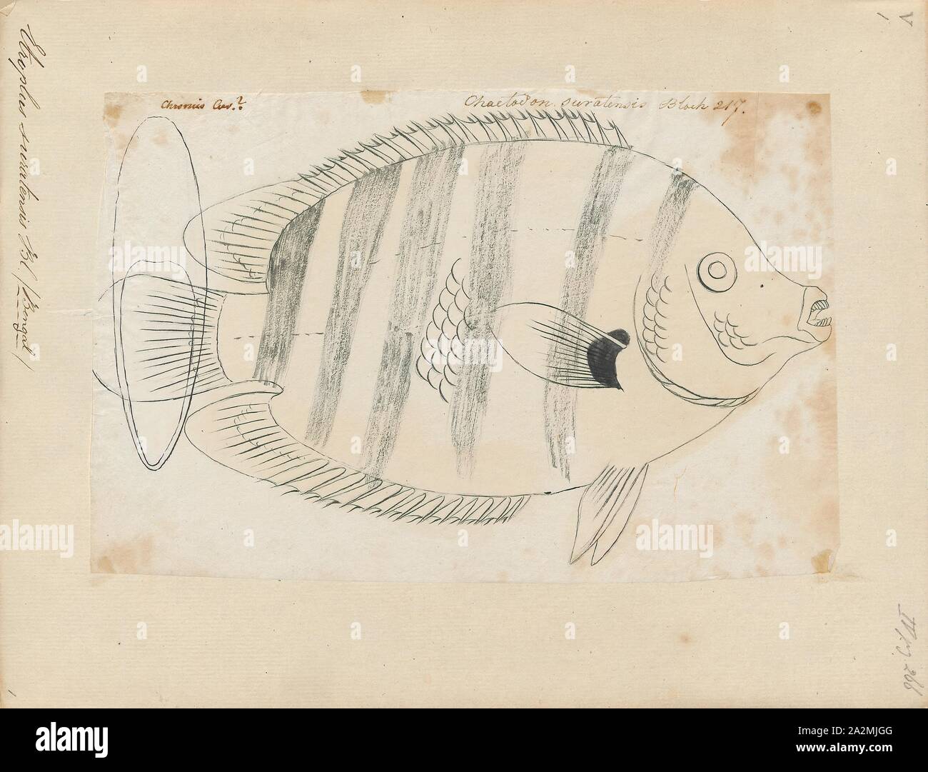 Karimeen Fish Farming
