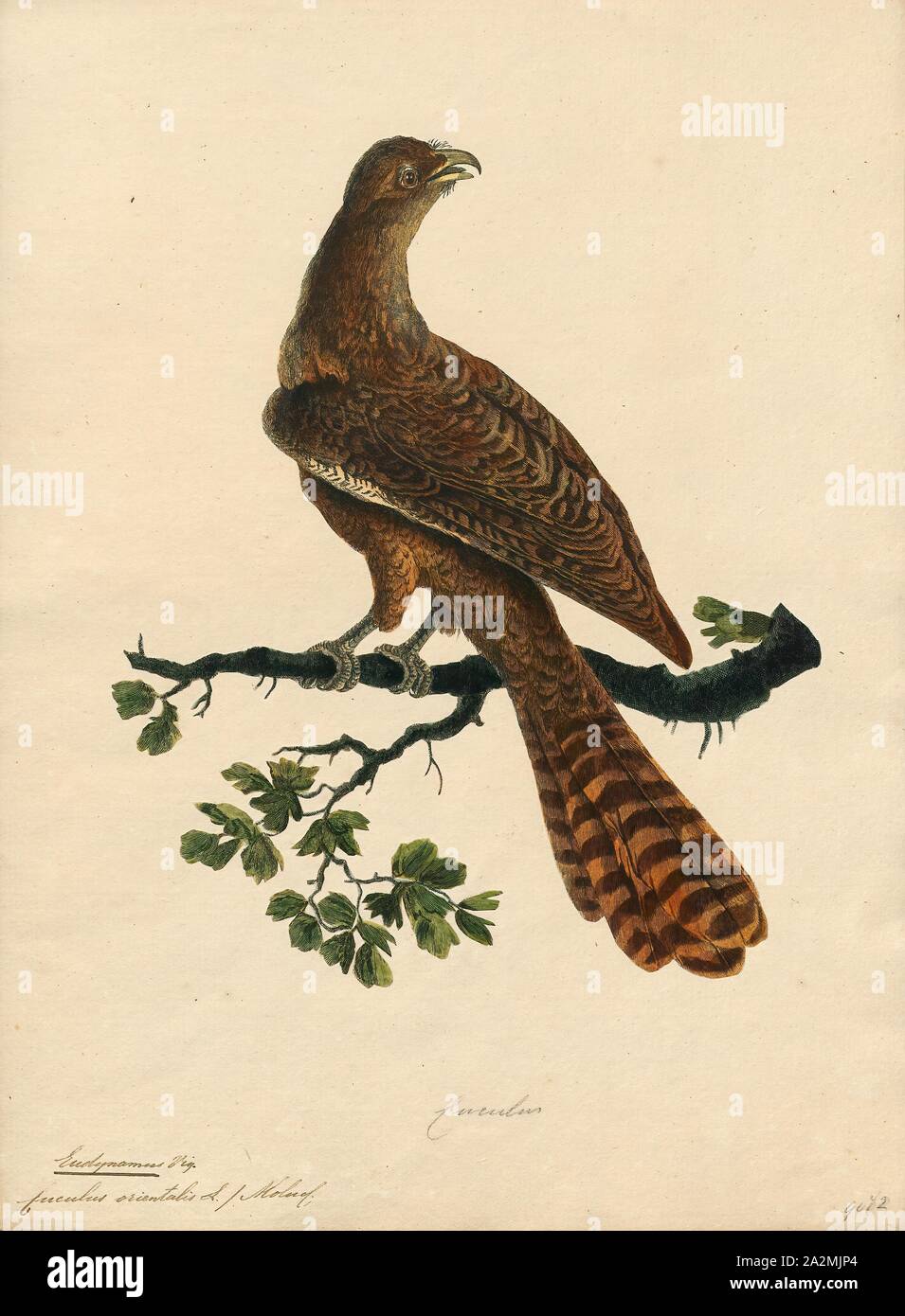 Eudynamys hi-res stock photography and images - Alamy