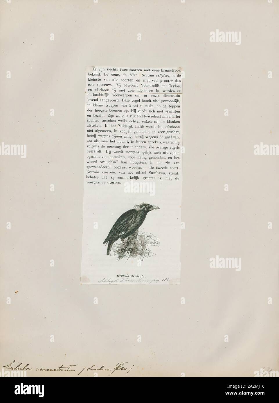 Eulabes hi-res stock photography and images - Alamy