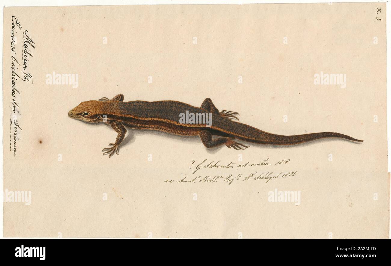 Middle eastern skink species hi-res stock photography and images - Alamy