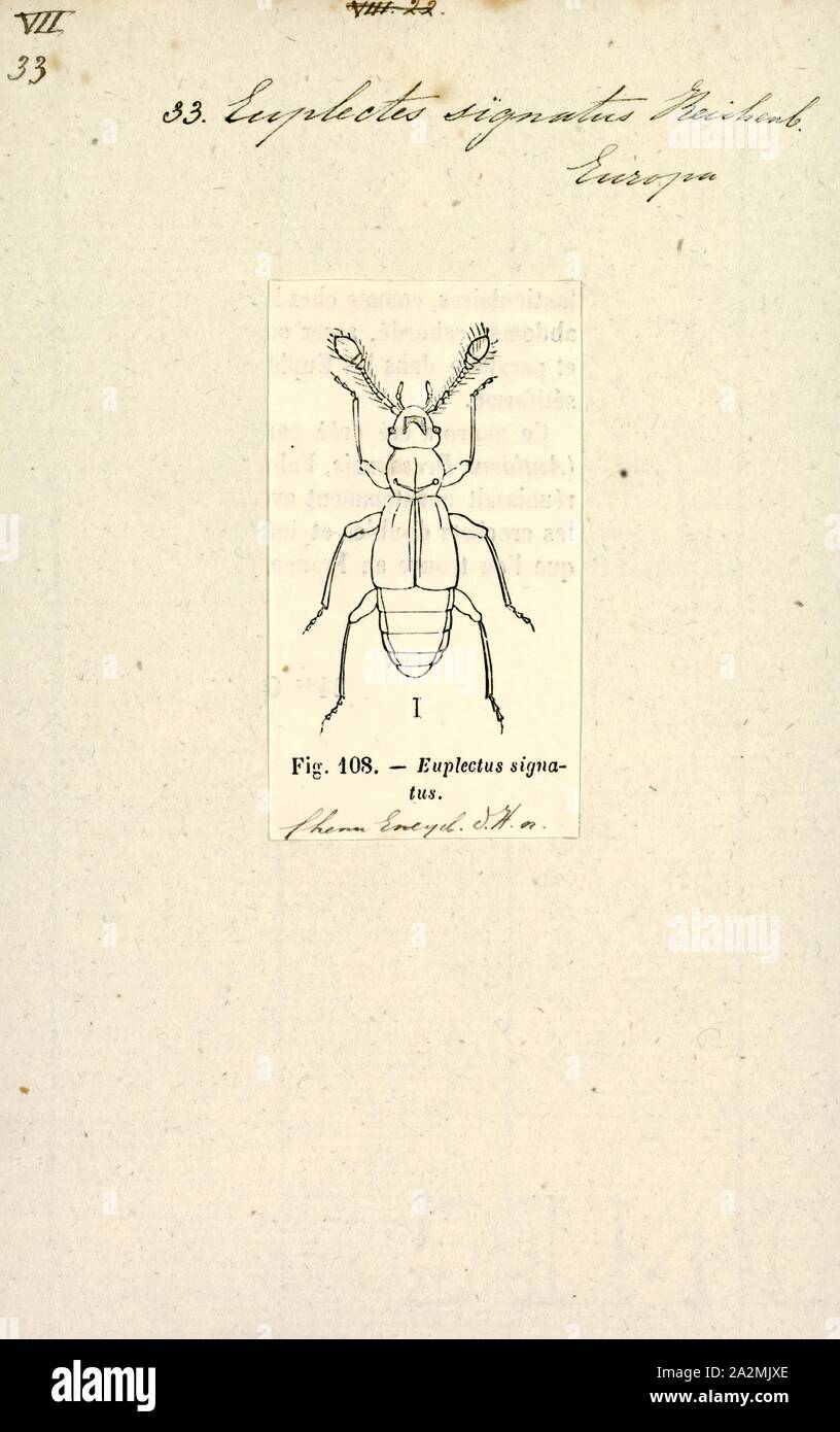 Euplectus, Print, Euplectus is a genus of ant-loving beetles in the ...