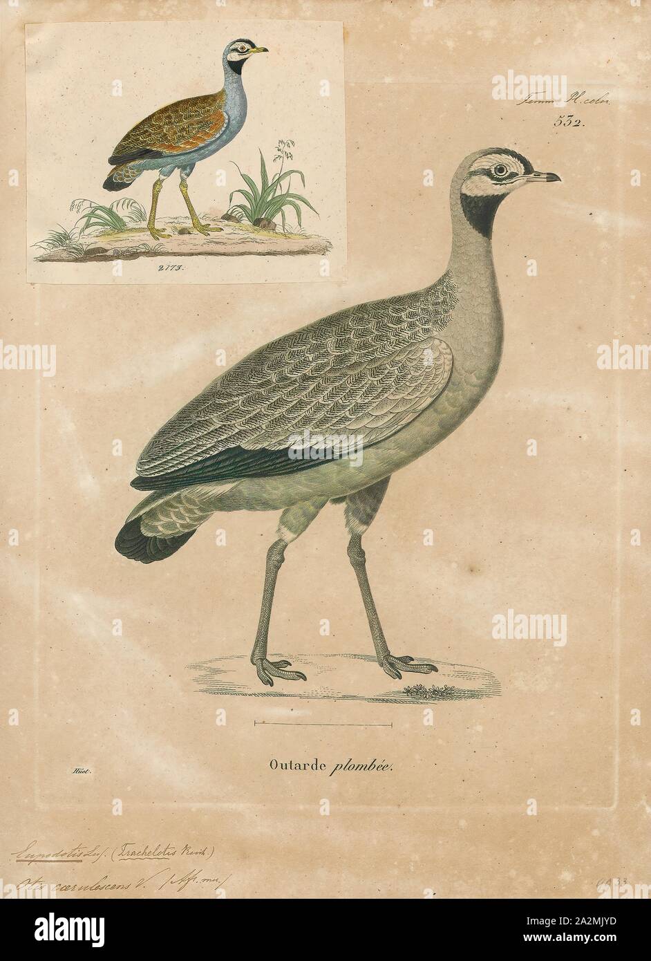 Series of croaks hi-res stock photography and images - Alamy