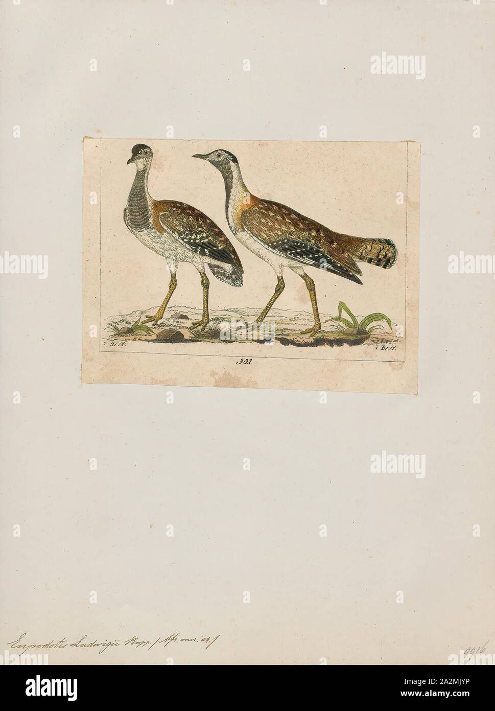 Eupodotis ludwigii, Print, Eupodotis is a genus of bird in the bustard ...