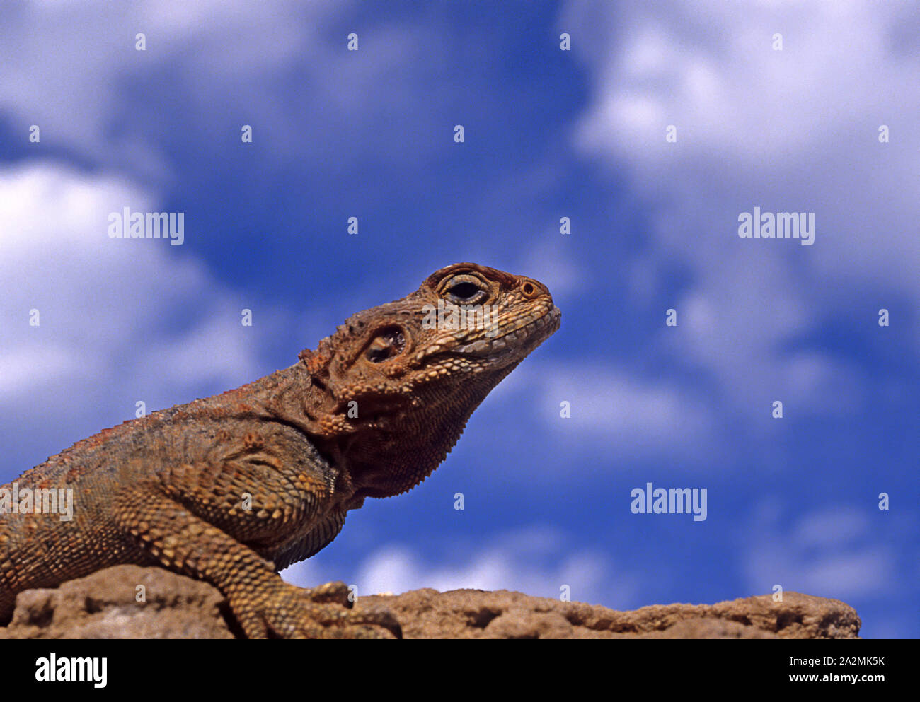Rough tail rock agama hi-res stock photography and images - Alamy