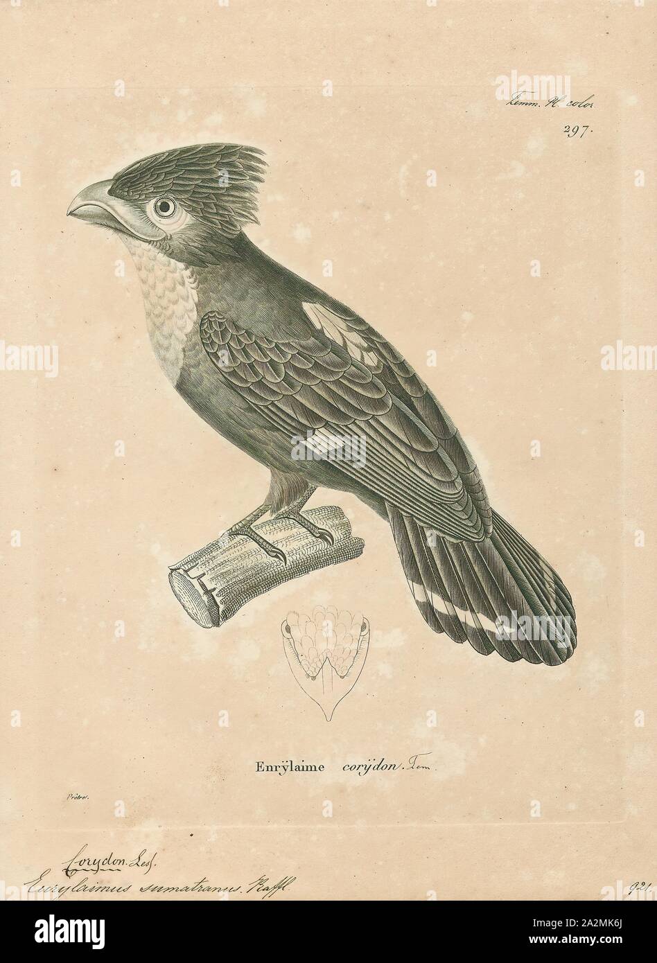 Eurylaimus sumatranus hi-res stock photography and images - Alamy