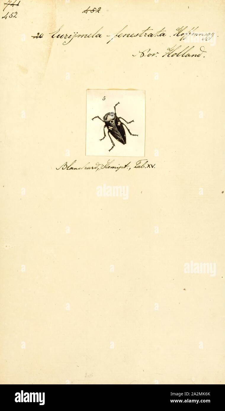 Jassids hi-res stock photography and images - Alamy