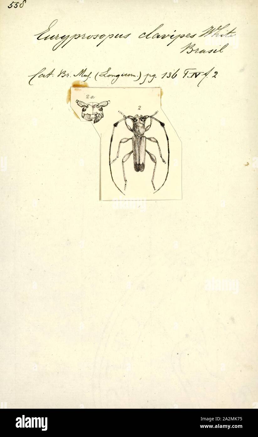 Euryprosopus, Print, Euryprosopus clavipes is a species of beetle in ...