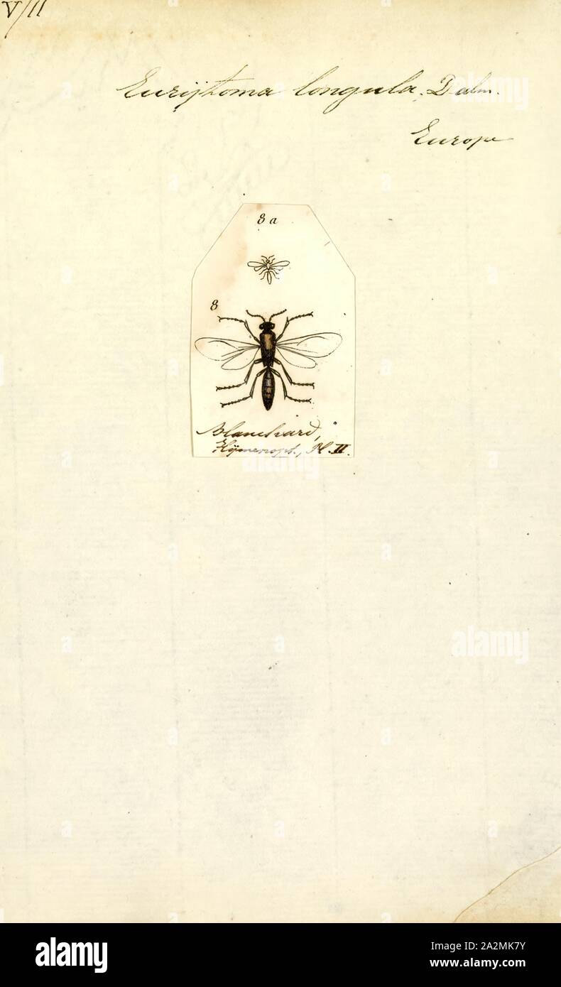 Eurytoma, Print, Eurytoma is a genus of chalcid wasps in the family ...