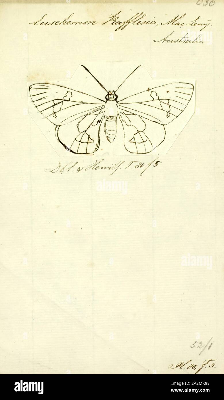 The regent skipper euschemon rafflesia hi-res stock photography and ...