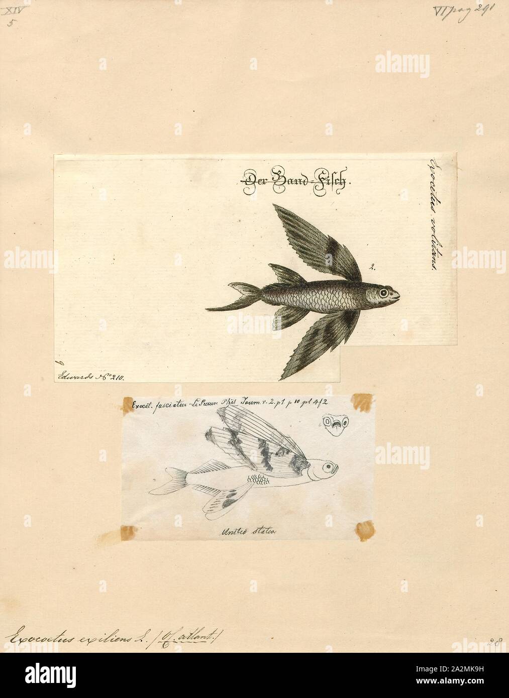 Exocoetus hi-res stock photography and images - Alamy