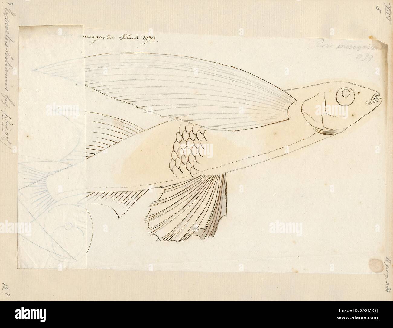 Exocoetus hi-res stock photography and images - Alamy