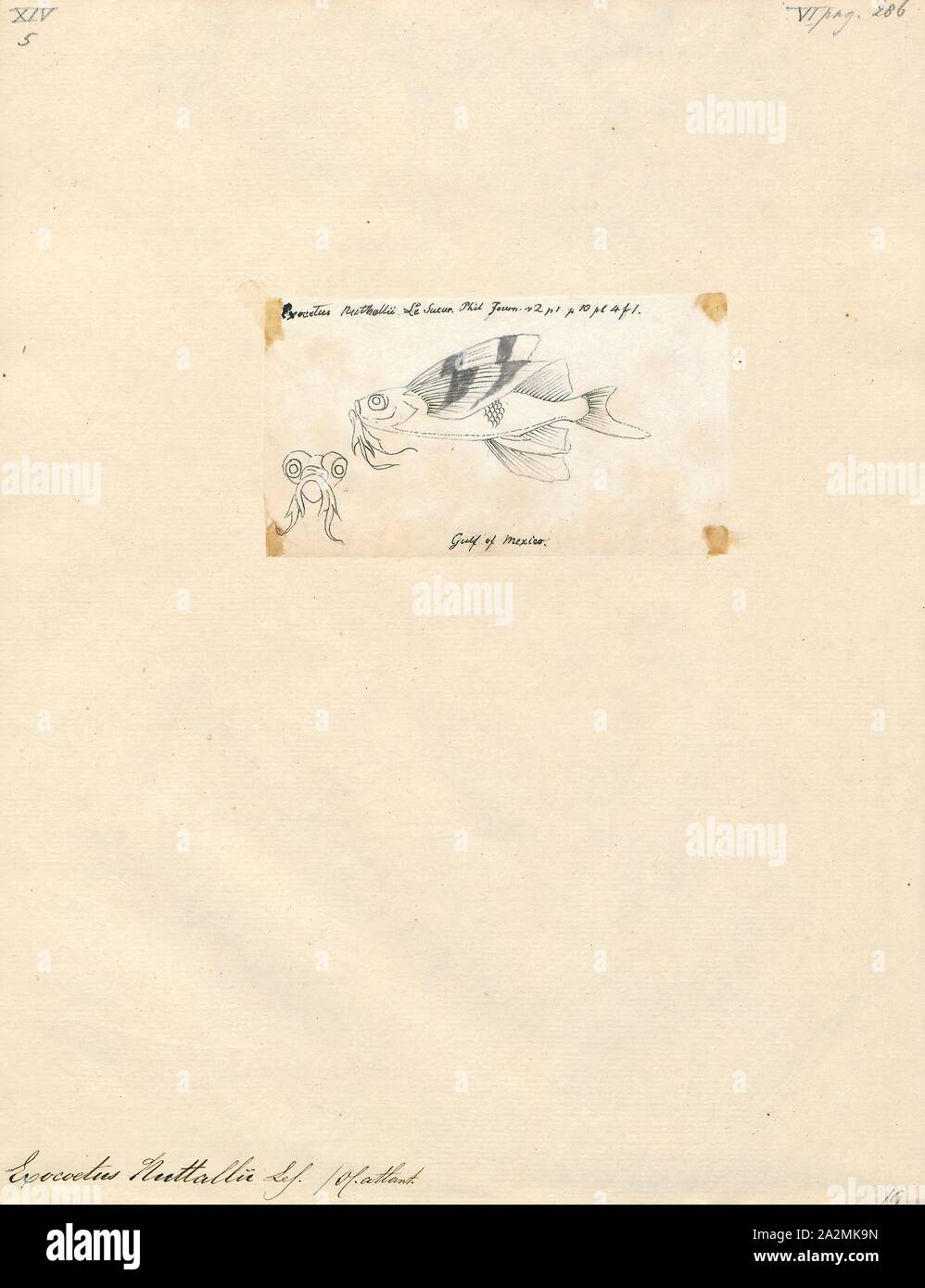 Exocoetus hi-res stock photography and images - Alamy