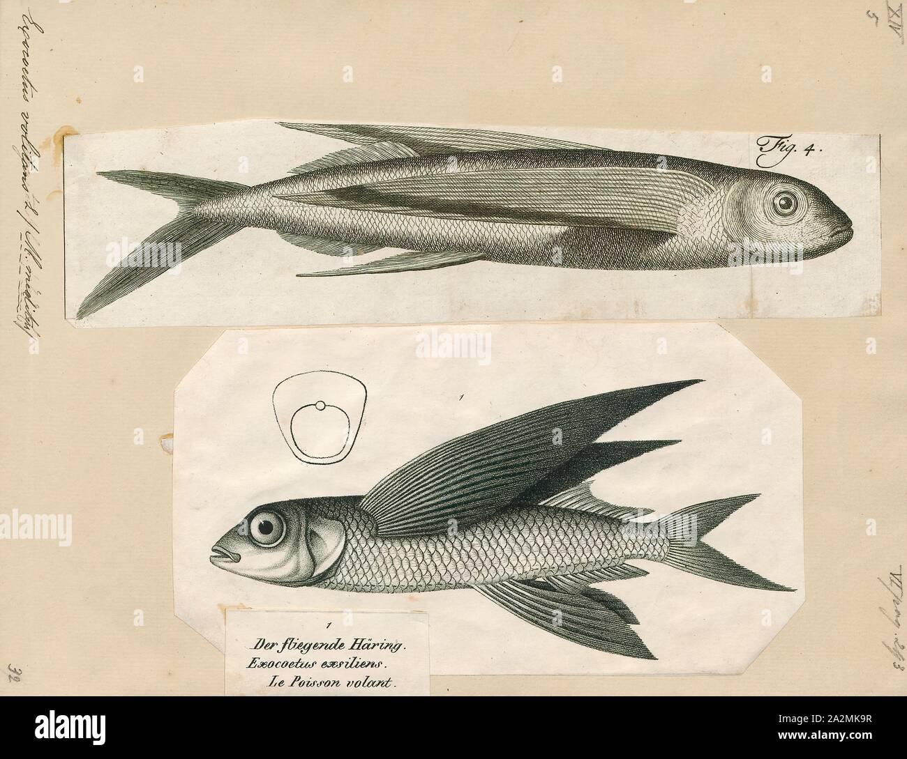 Exocoetus volitans, Print, Exocoetus volitans, commonly known as the ...