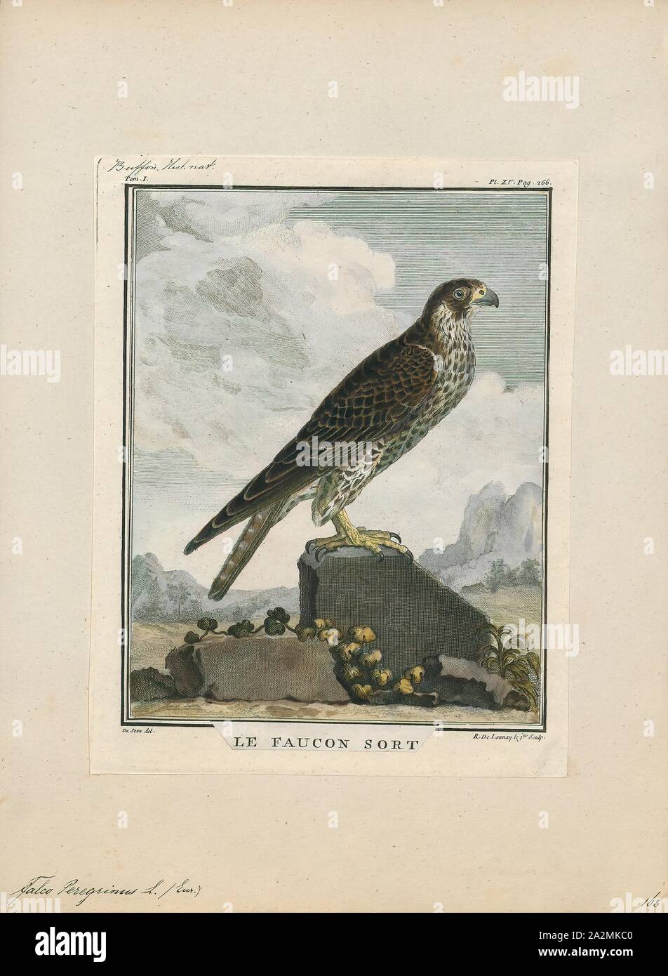 Peregrine falcon dive hi-res stock photography and images - Alamy