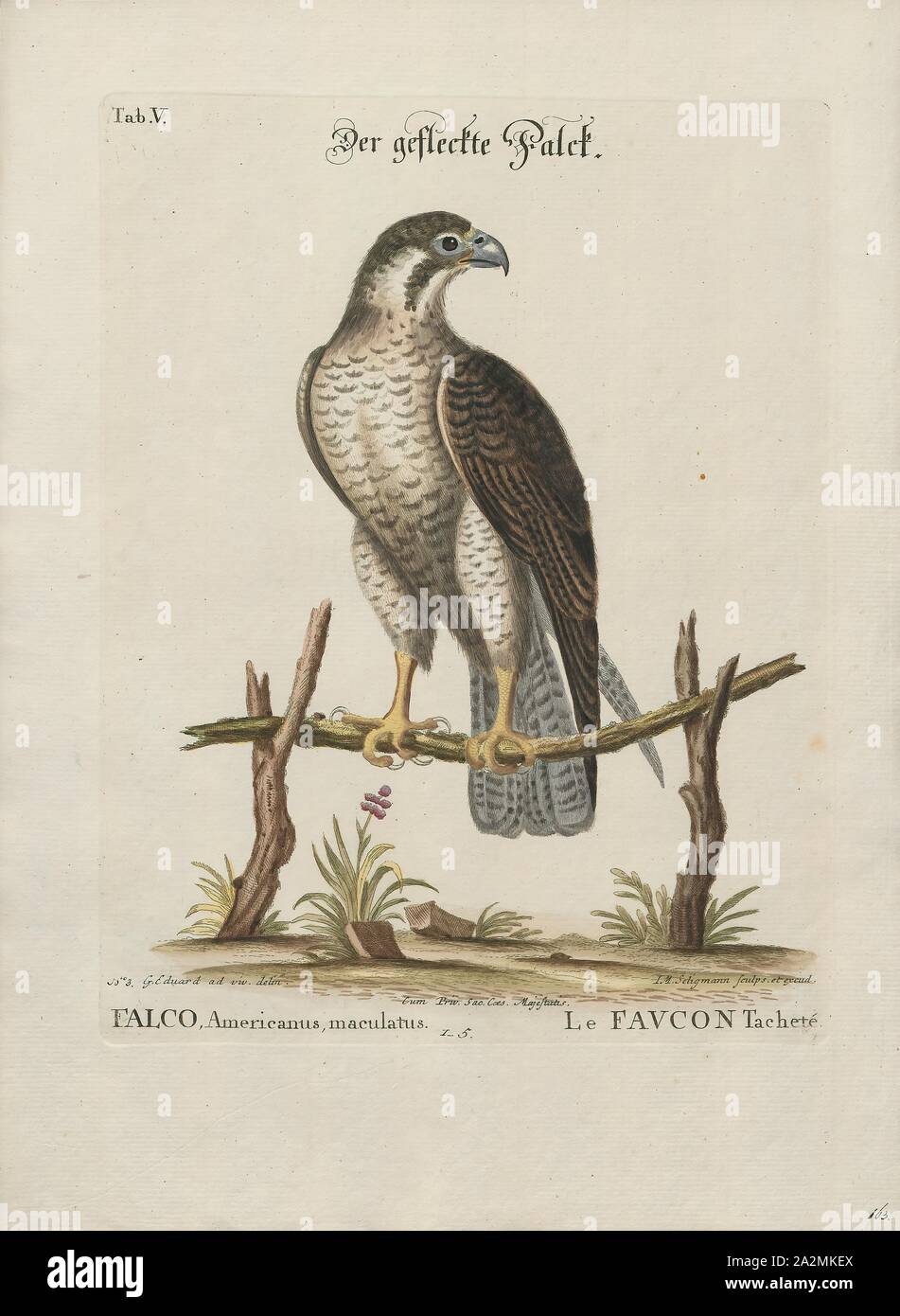 Falco peregrinus, Print, The peregrine falcon (Falco peregrinus), also ...