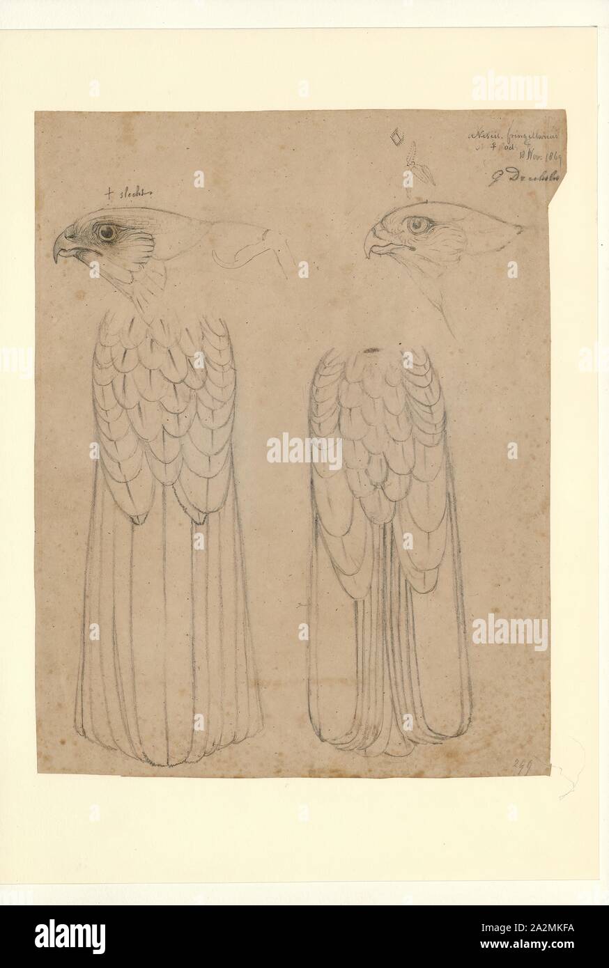 Is widespread bird of prey in the family falconidae large hi-res stock ...