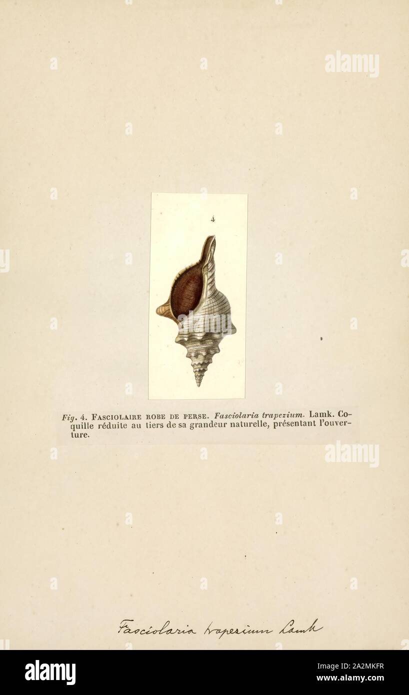 Genus fasciolaria hi-res stock photography and images - Alamy
