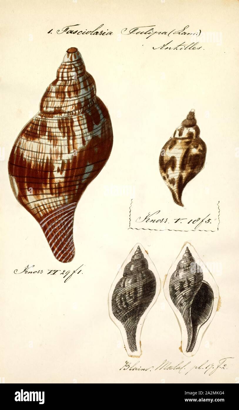 Tulip fasciolaria hi-res stock photography and images - Alamy