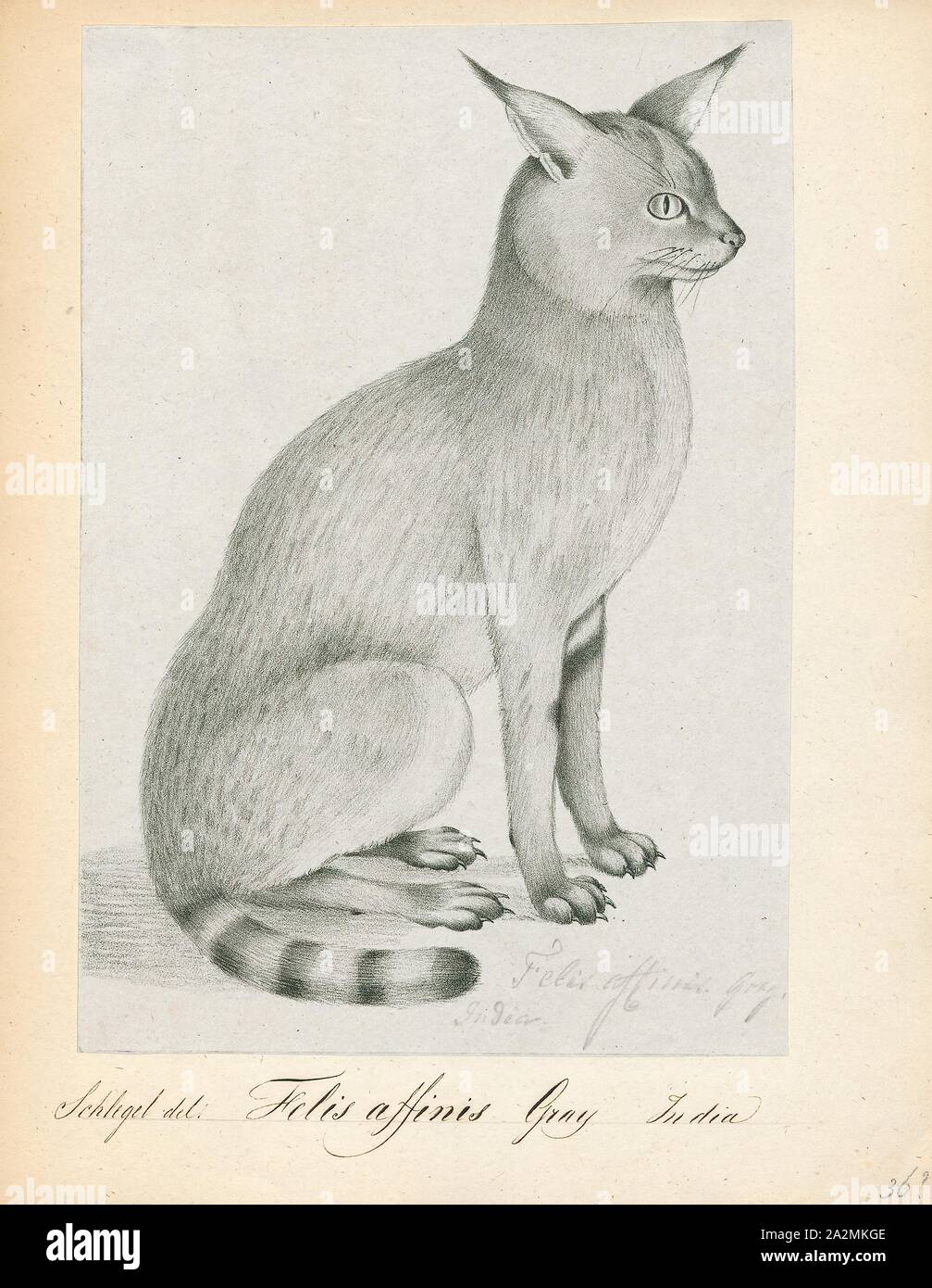 Felis affinis, Print, Felis is a genus of small and medium-sized cat ...