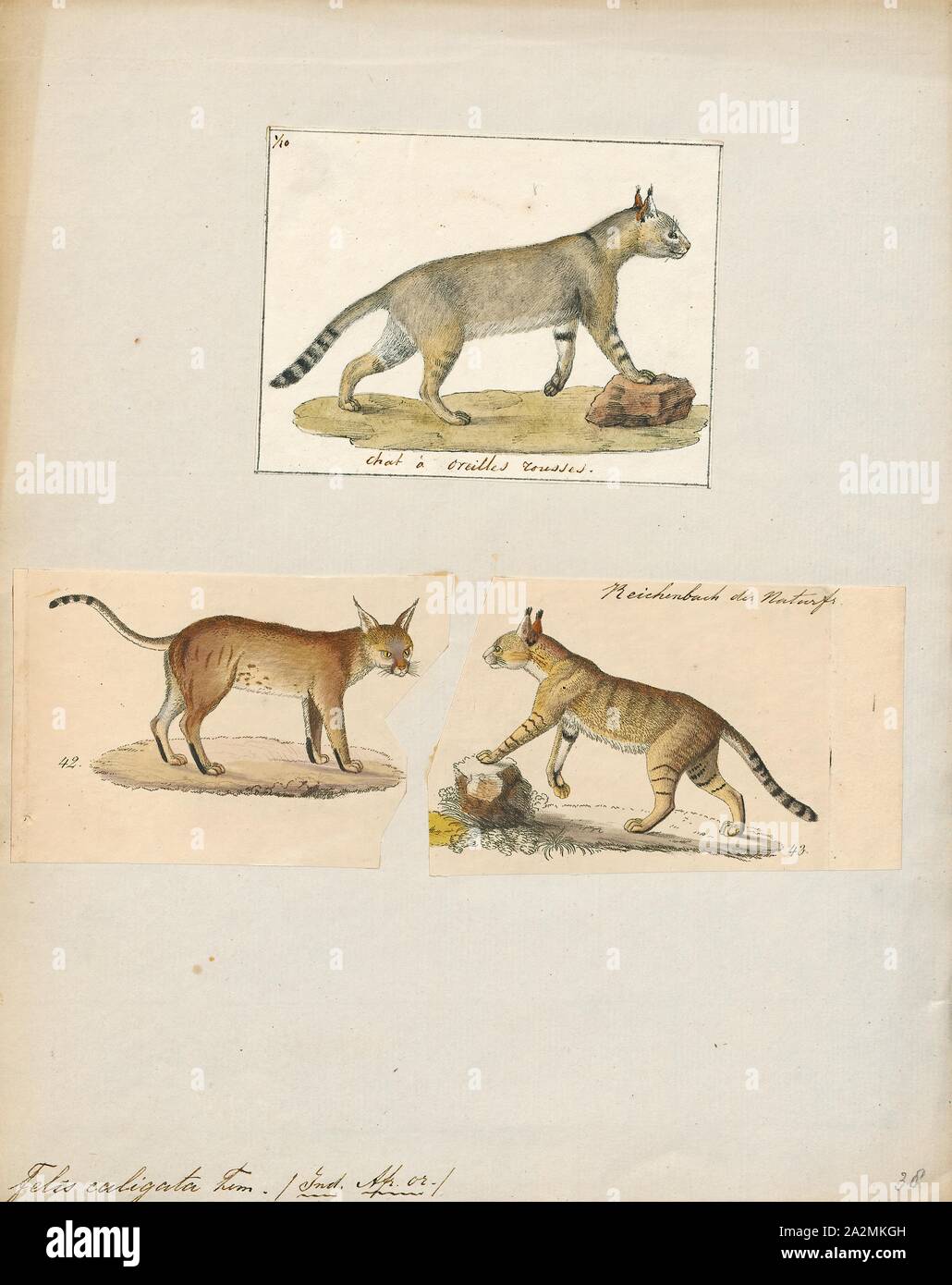 Felis caligata hi-res stock photography and images - Alamy