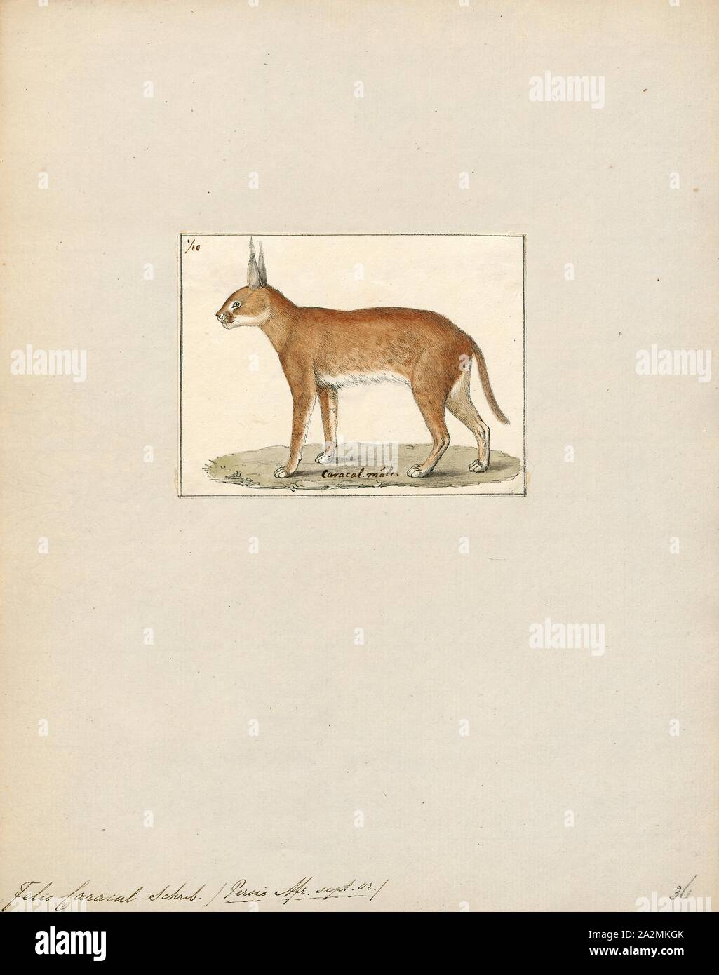 Caracal cat legs hi-res stock photography and images - Alamy