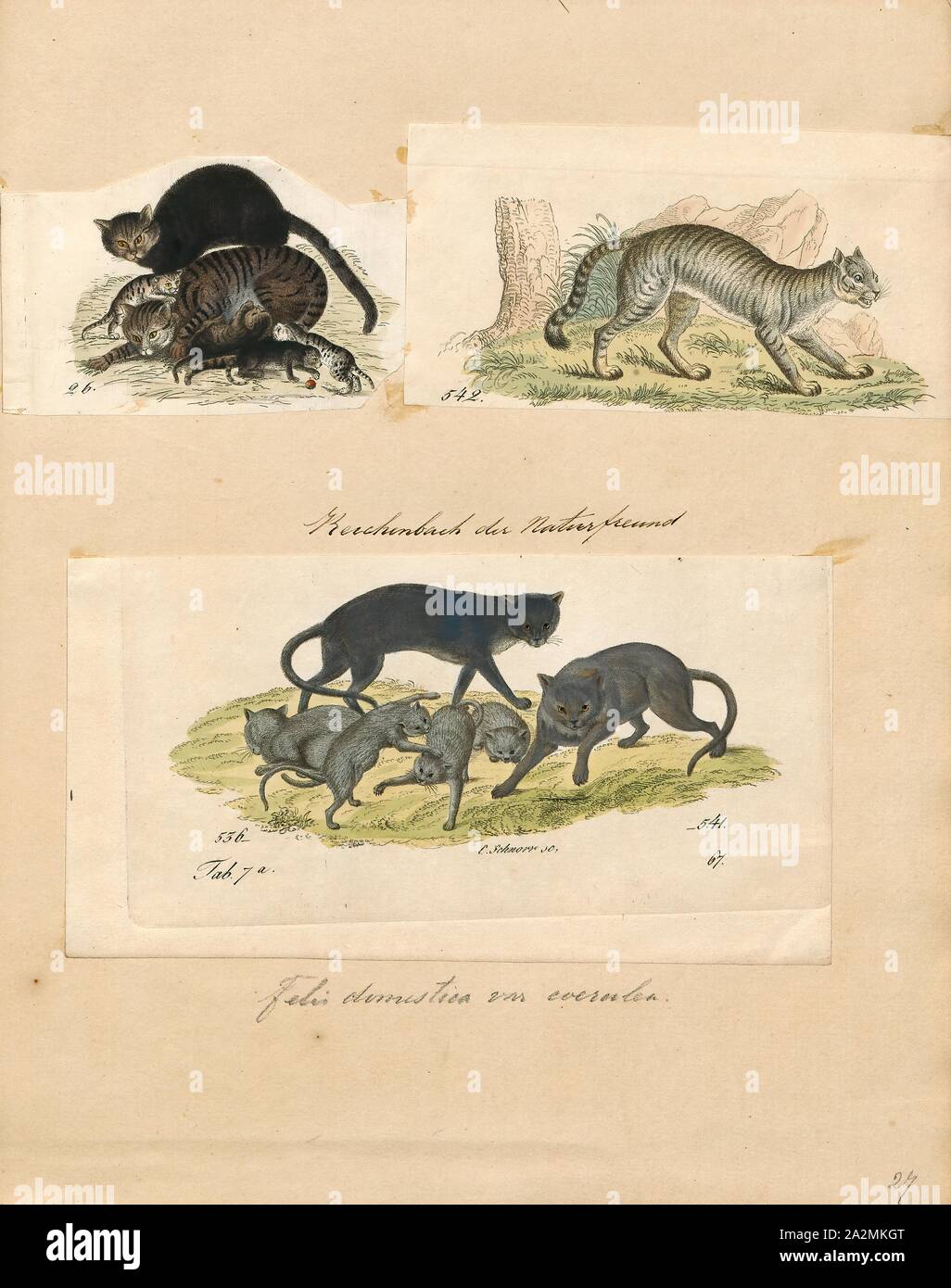 Felis catus, Print, The cat (Felis catus) is a small carnivorous mammal ...