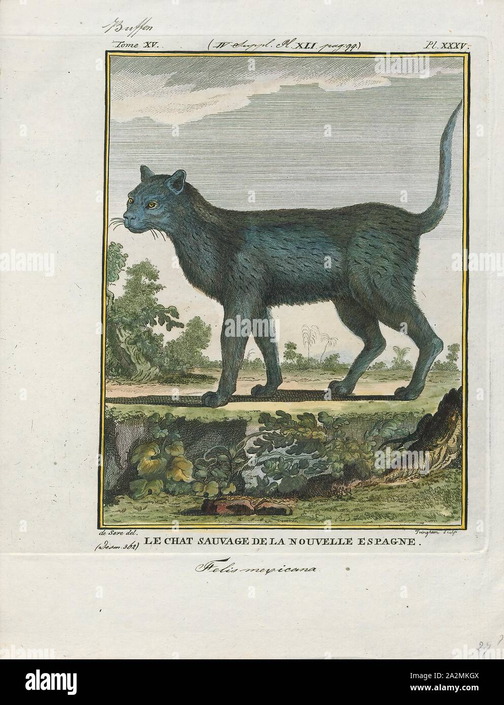 Felis catus, Print, The cat (Felis catus) is a small carnivorous mammal ...