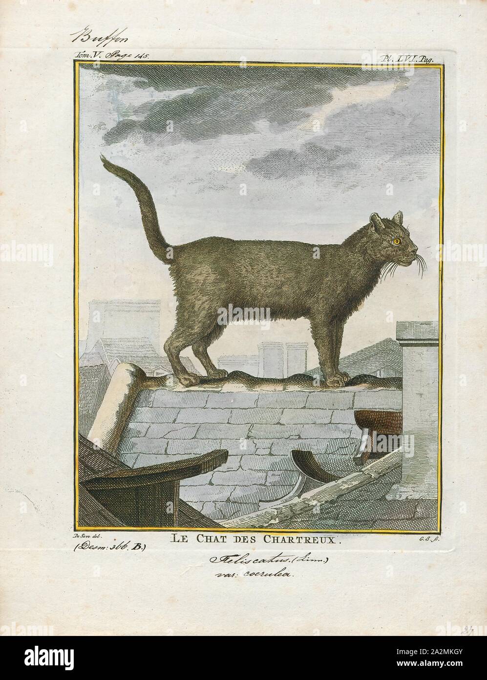 Felis catus, Print, The cat (Felis catus) is a small carnivorous mammal ...