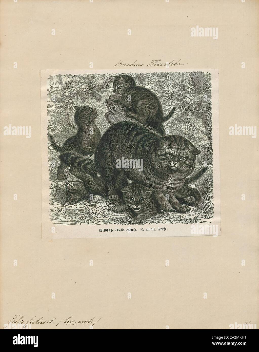 Felis catus, Print, The cat (Felis catus) is a small carnivorous mammal ...