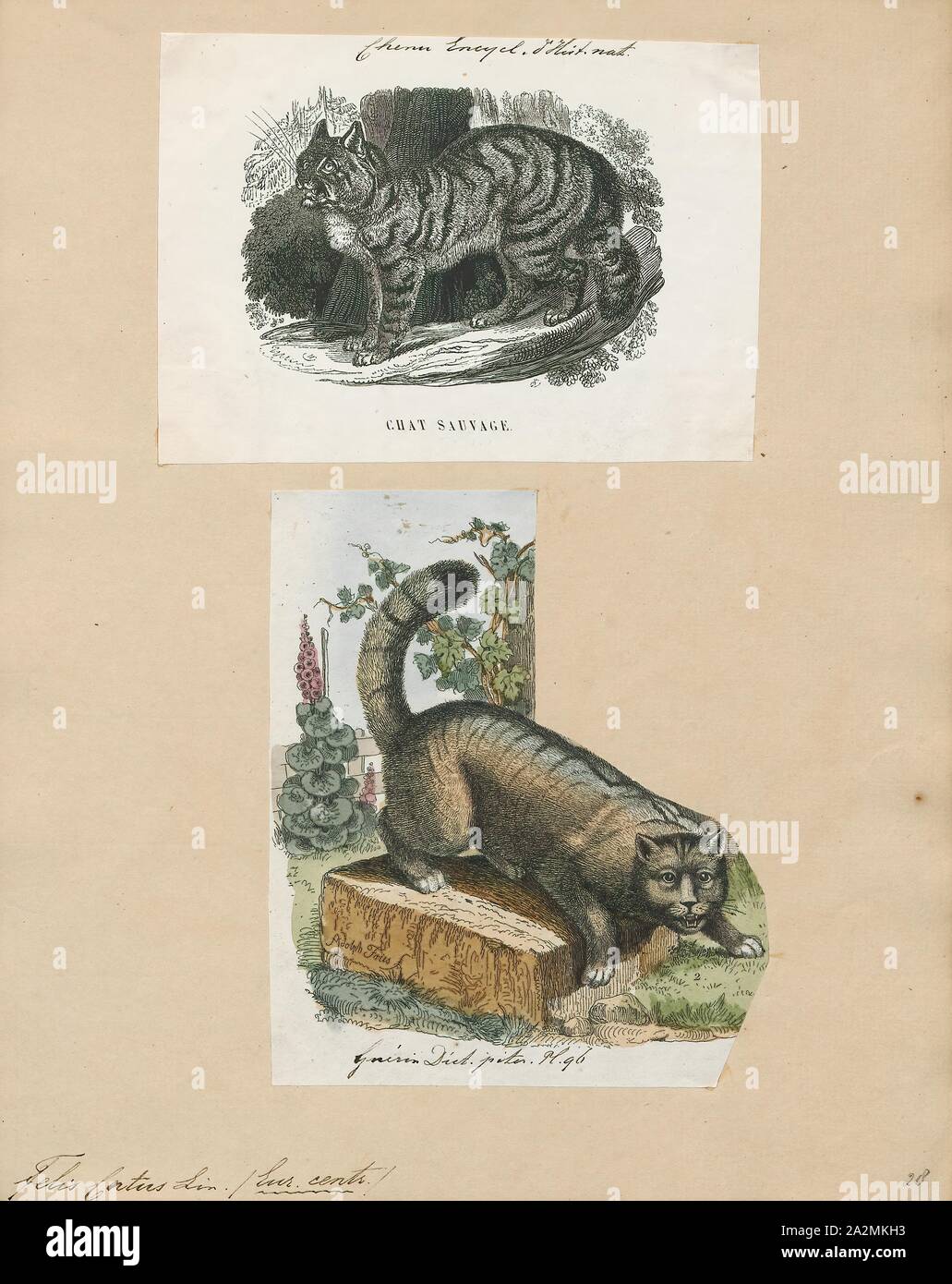 Felis catus, Print, The cat (Felis catus) is a small carnivorous mammal ...