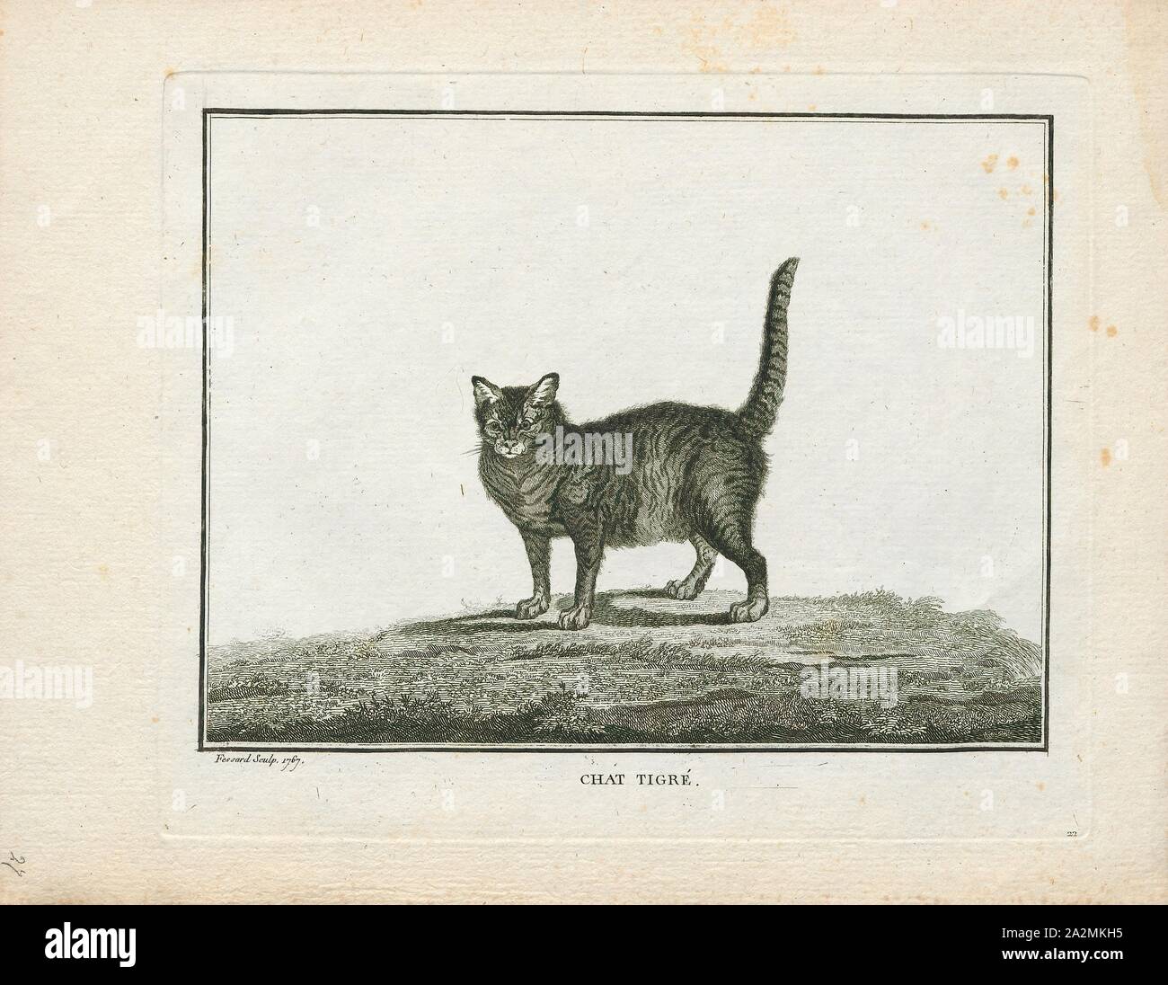 Felis catus, Print, The cat (Felis catus) is a small carnivorous mammal ...