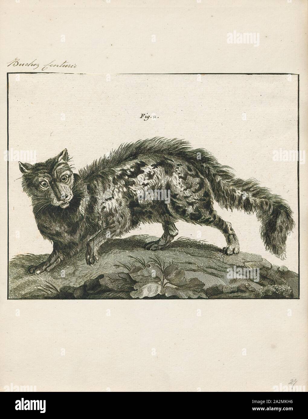 Felis catus, Print, The cat (Felis catus) is a small carnivorous mammal ...