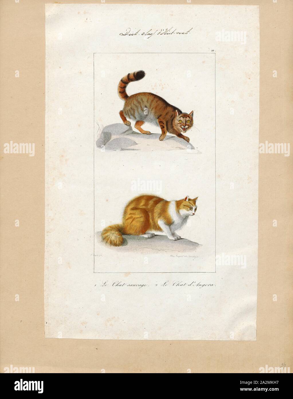 Felis catus, Print, The cat (Felis catus) is a small carnivorous mammal ...