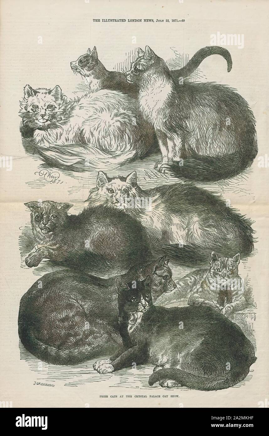 Members of the cat family hi-res stock photography and images - Alamy