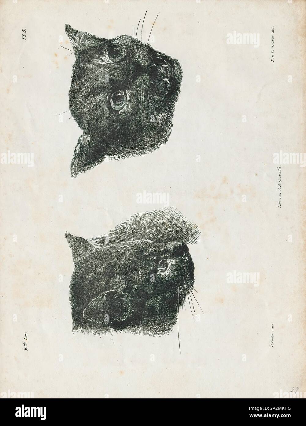 Felis catus, Print, The cat (Felis catus) is a small carnivorous mammal ...