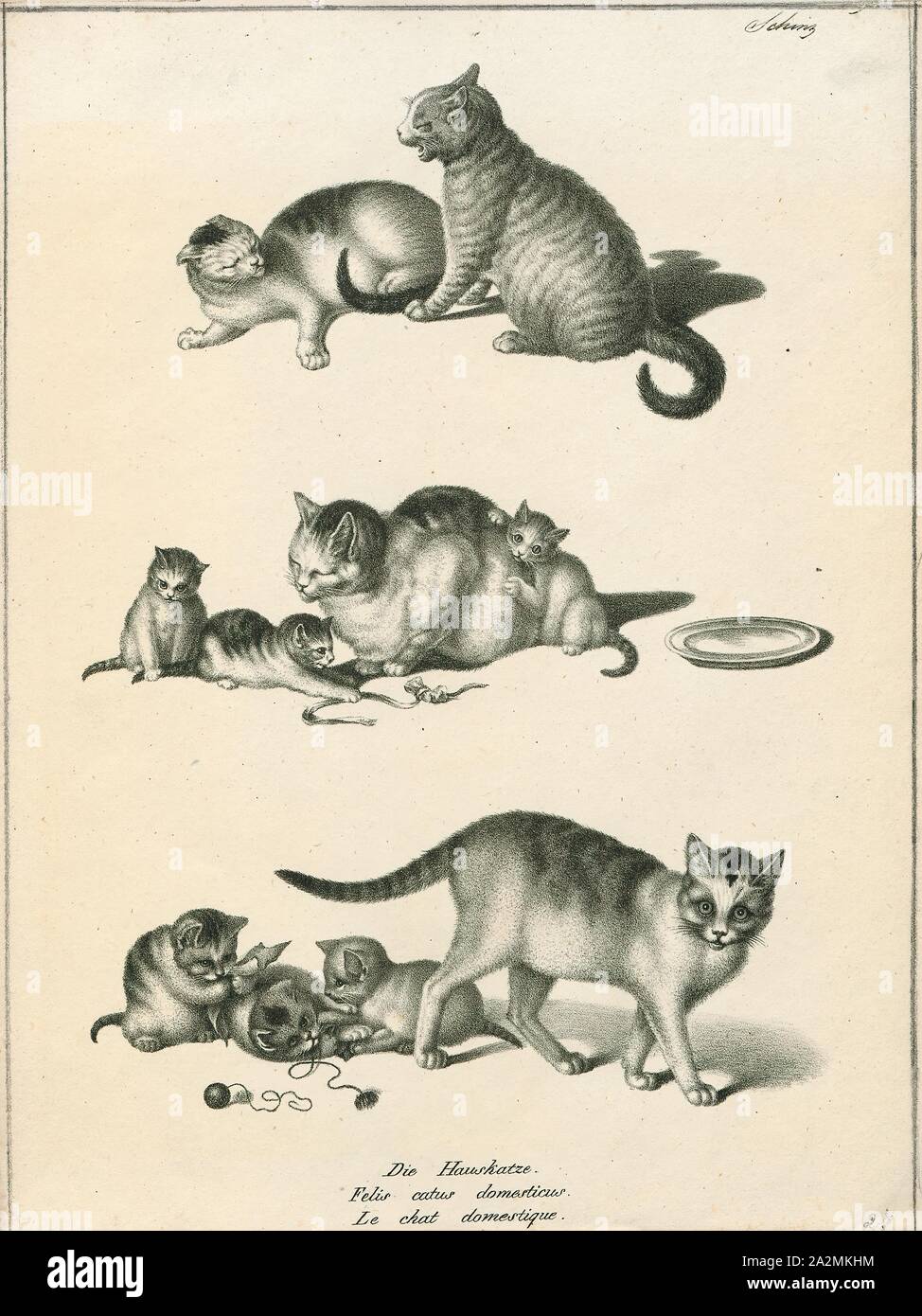 Felis catus domesticus, Print, The cat (Felis catus) is a small ...