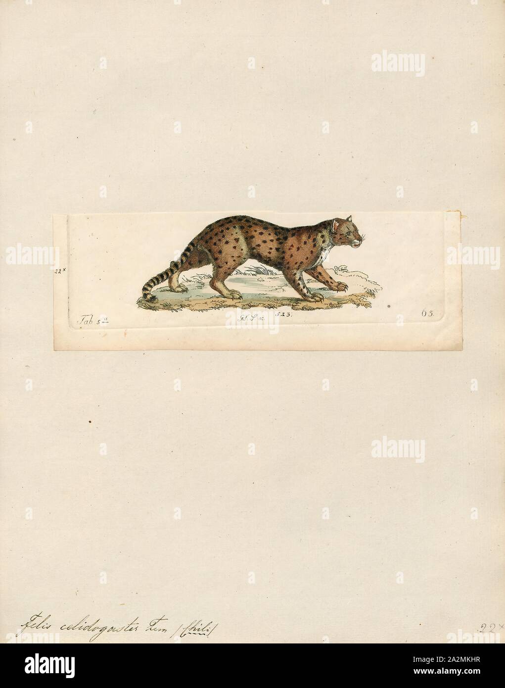 Felis celidogaster hi-res stock photography and images - Alamy