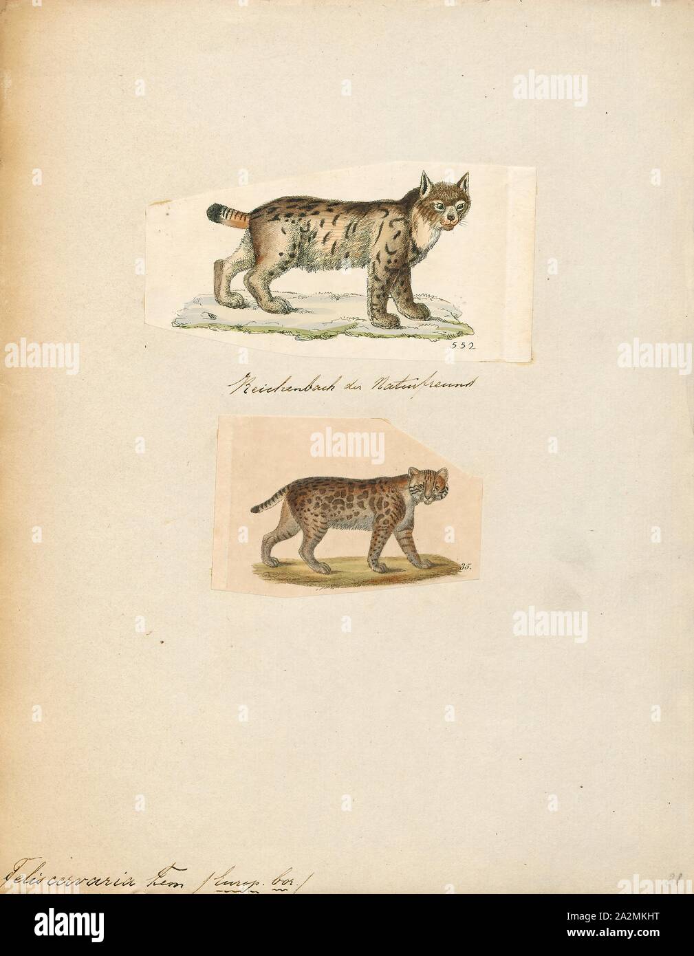 Felis cervaria hi-res stock photography and images - Alamy