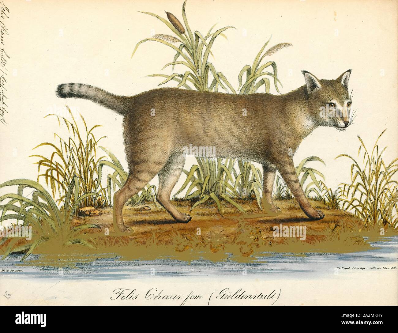 Felis chaus, Print, The jungle cat (Felis chaus), also called reed cat ...