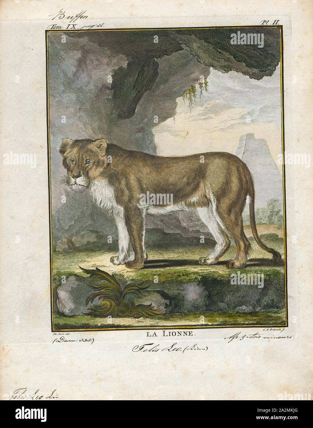 Felis leo, Print, The lion (Panthera leo) is a species in the family ...